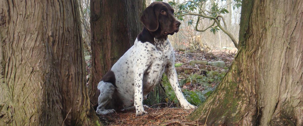 Gammel dansk hønsehund Nynne - 2011 - Skøn hund! Kærlig og en rigti...