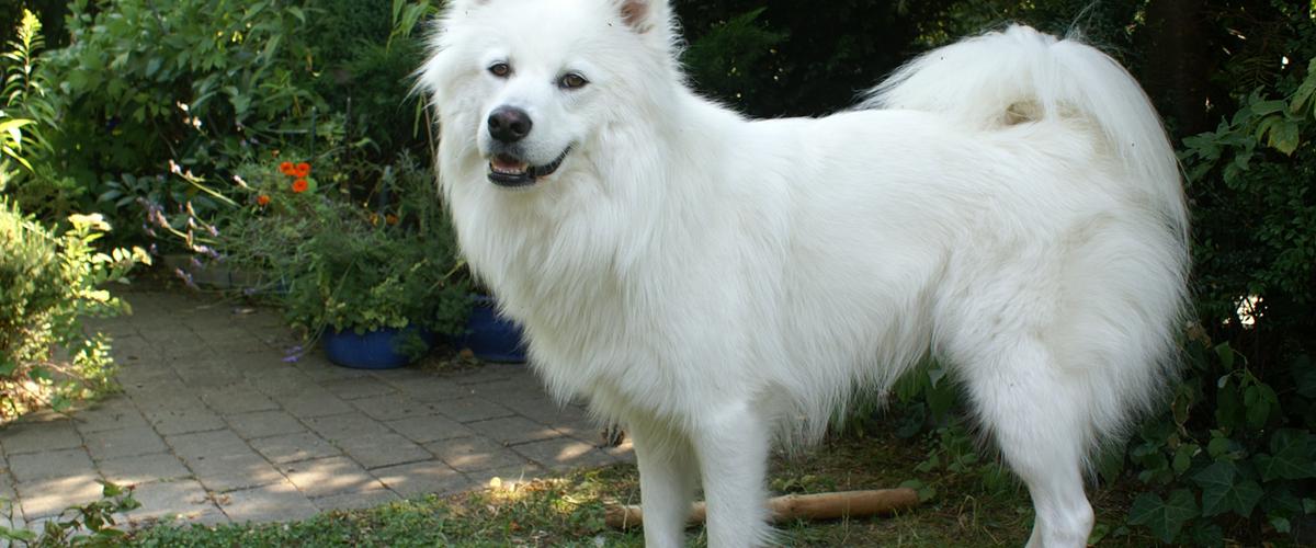 Dansk Spids Chico - 2013 - Hvid / lettere cremefarvet me...