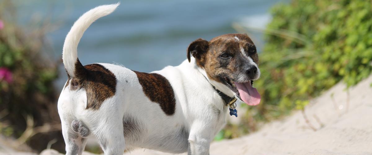Jack russell terrier Buller - 2009 - Buller er min venindes hund,