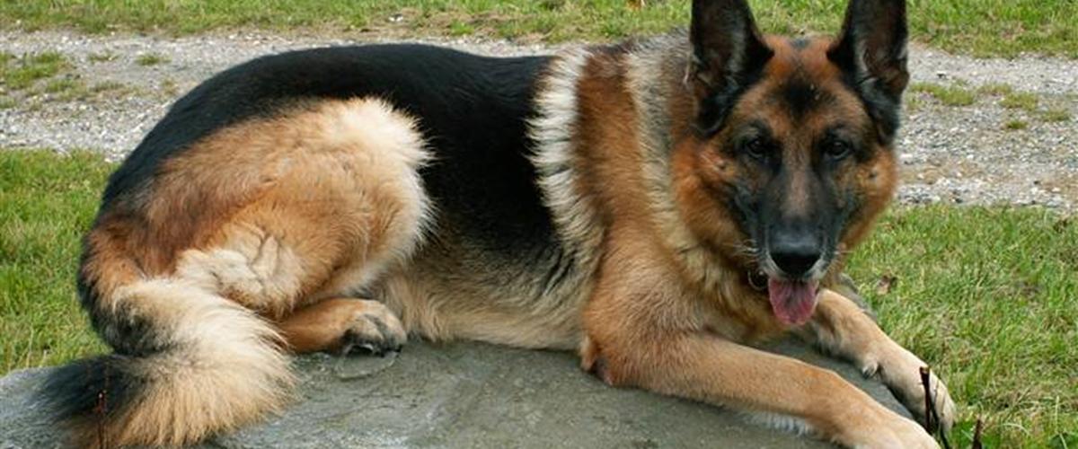 Schæferhund Nemo 2/3-97 - 22/9-07 - 1997 - Nemo er en typisk schæfer på ...