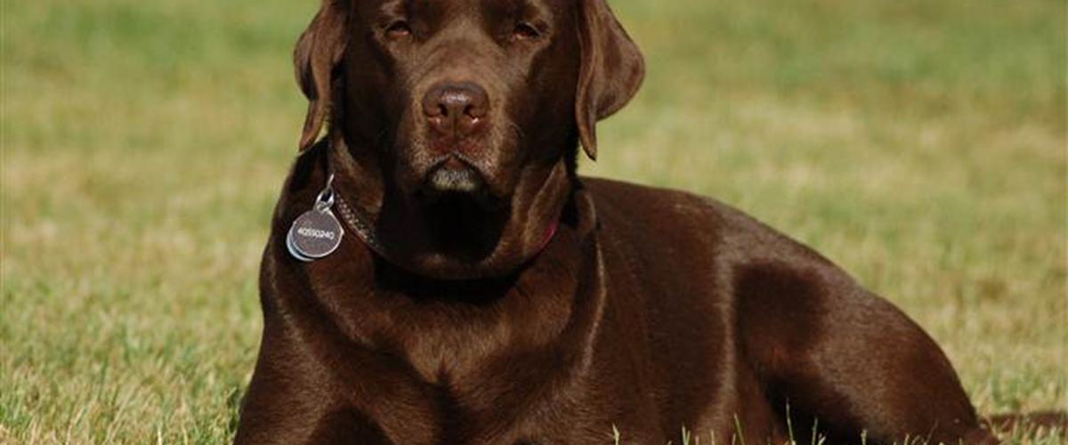 Labrador retriever Bine (fjante) - 2002