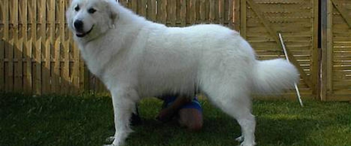 Pyreneerhund Claire - 1996 - En dejlig stor kraftig bygget...