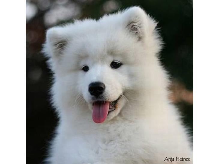 Samojedhund Maggie - 2006 - Maggie er en skøn samo som el...