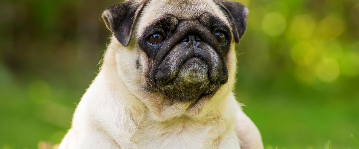 Mops Monirentes Rabiola *kaldes Mopse* - 2012 - Nogle tænker nok ...