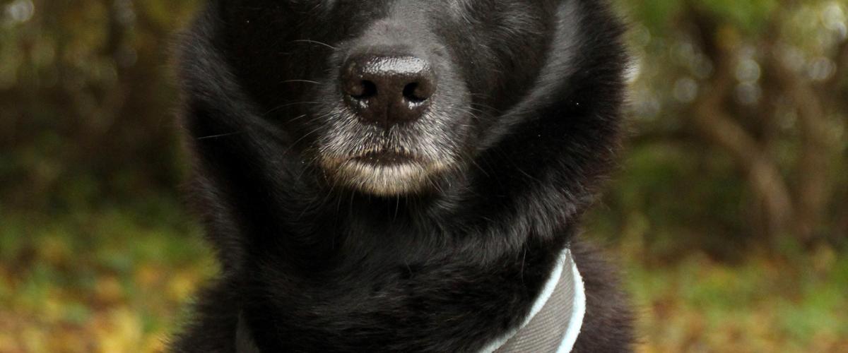 Sort spids Aske - 2007 - Aske er en meget venlig og st...