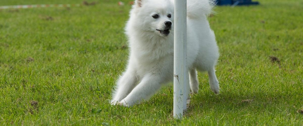 Japansk spids Aika - 2011 - Hun er en dejlig livlig hund,...