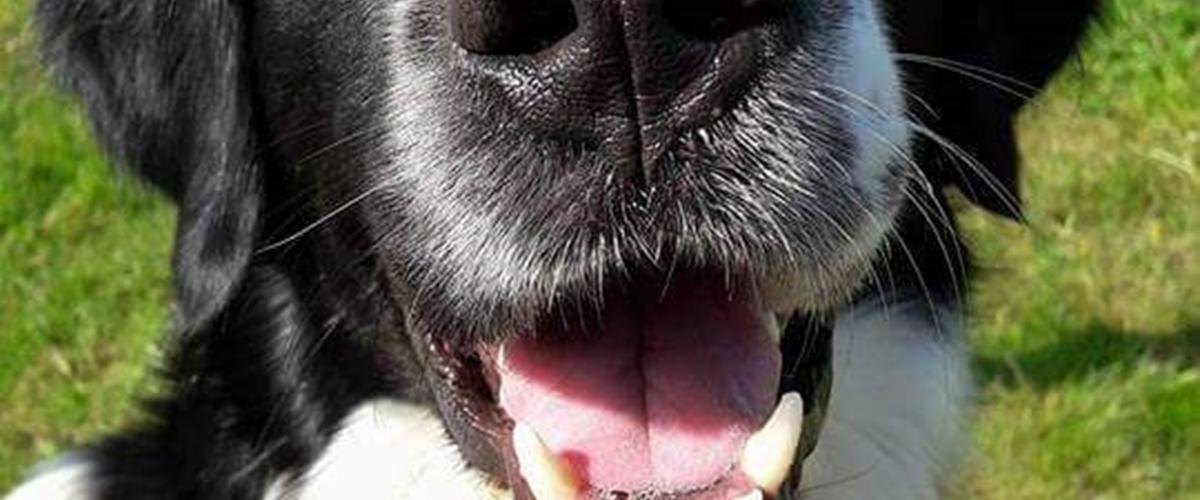 Blanding af racer Monty - 2015 - Monty er en labrador/berner s...