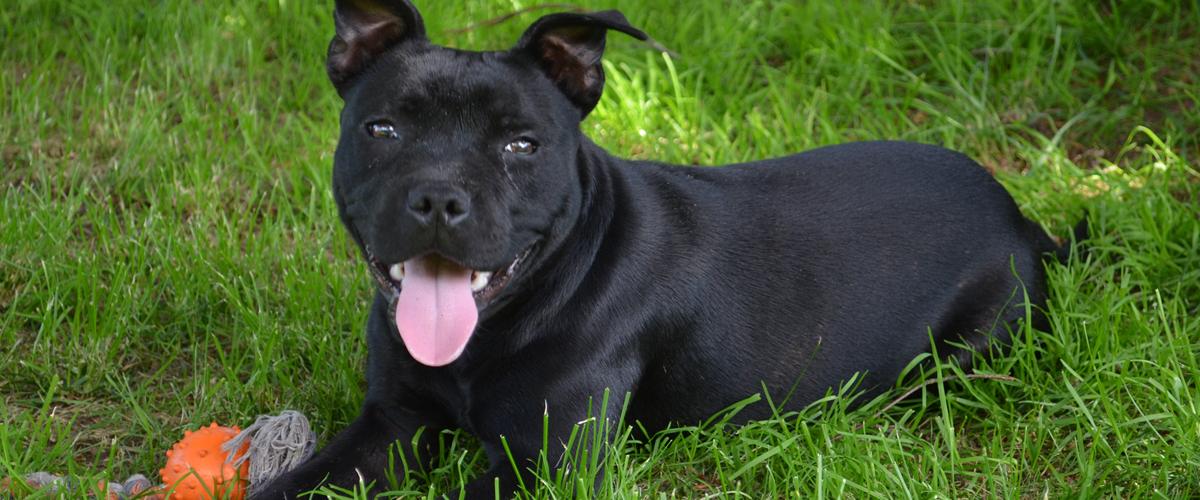 Staffordshire bull terrier Royal Kingmaster Tiffany - 2016 - She is a ...