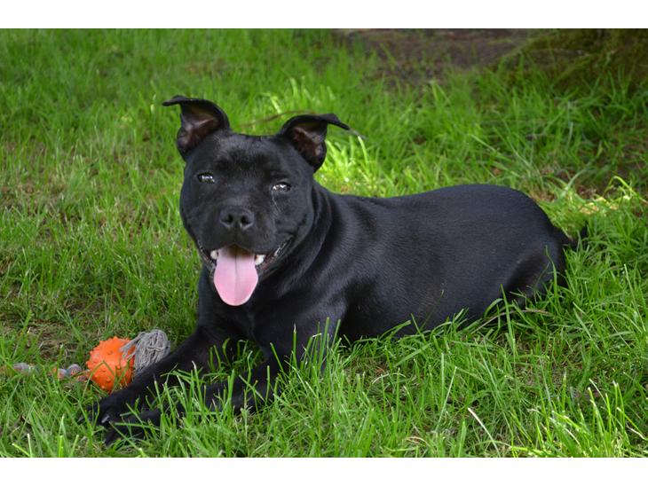 Staffordshire bull terrier Royal Kingmaster Tiffany - 2016 - She is a ...