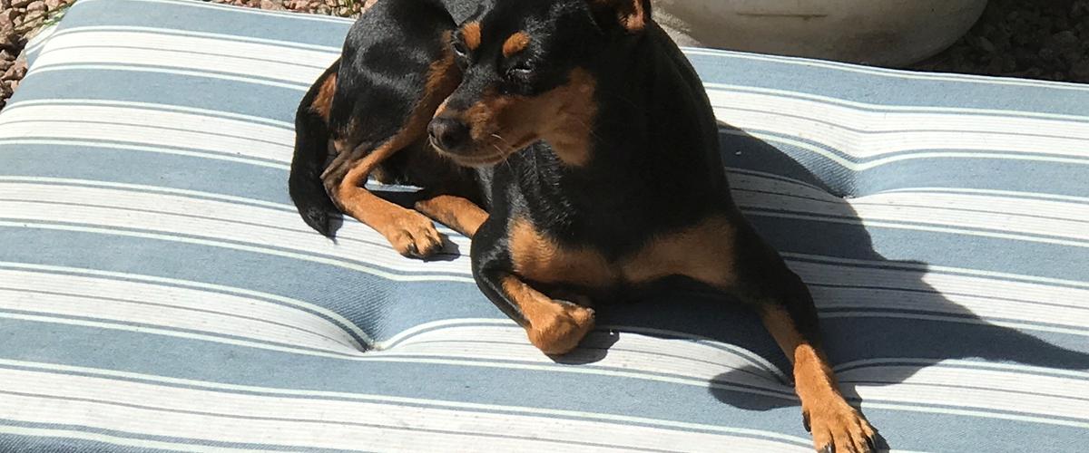 Russisk toy terrier Ida - 2013 - En dejlig lille pige som jeg ...