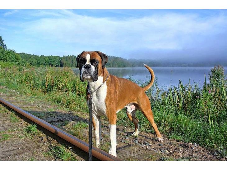 Boxer Knarreborgs Eddie Eduardo - 2015 - Eddie er en dejlig glad dreng...