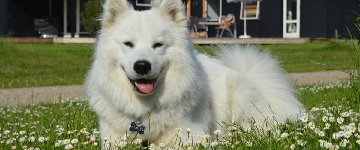 Dansk Spids Amico - 2011 - Han elsker fremmede. Også har...