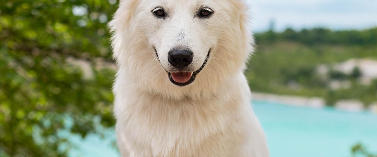 Dansk Spids Aura - 2017 - Hun er en blid tæve, med et r...