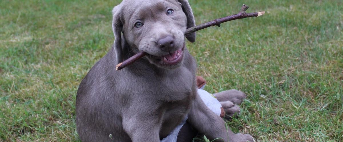 Labrador retriever Peace of Silver Carastella Aka. Nala. - 2018 - Nala ...