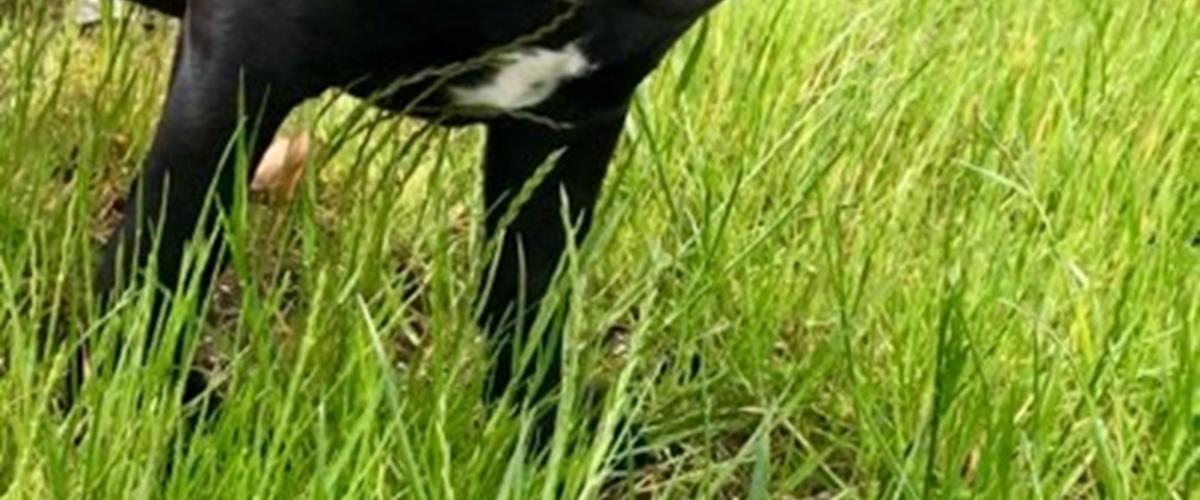 Cane corso Diesel - 2019