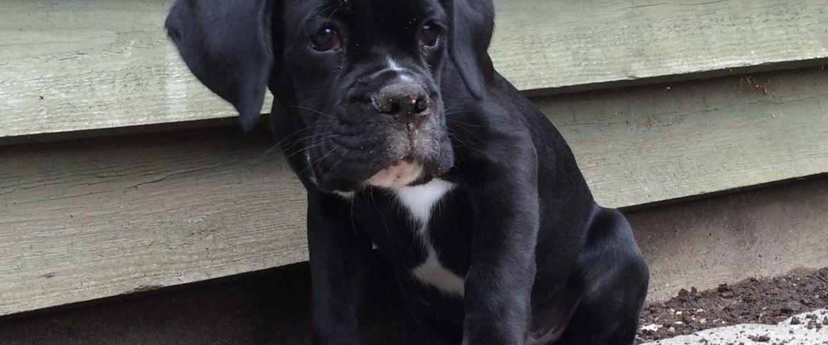 Boxer Henry - 2015