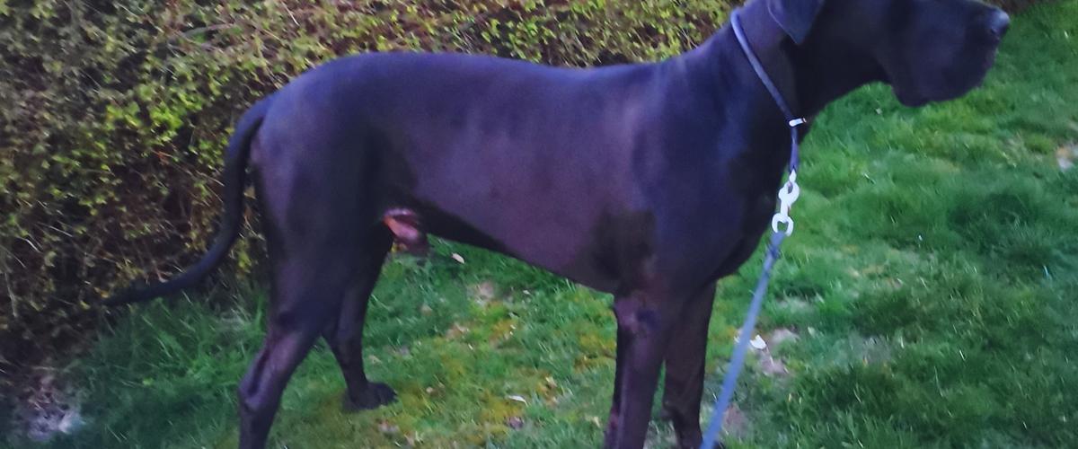 Grand danois Maximus - 2017 - Han skal opleves.