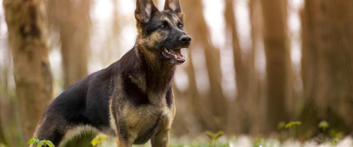 Schæferhund Amager's Nicki - 2015 - Nicki er en schæfer tæve af b...