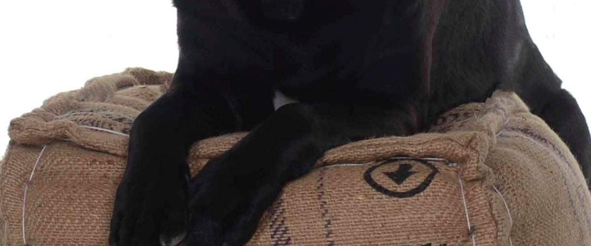 Cane corso Batman - 2013 - Batman er en meget betydnings...