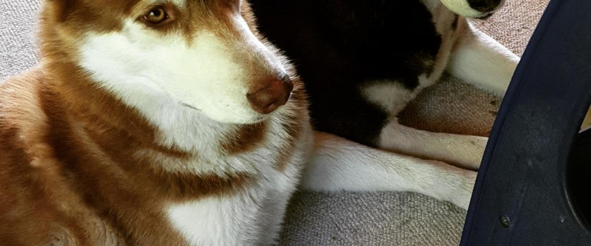 Siberian husky Sam - 2018 - Sam er skilsmisse hund og hen...