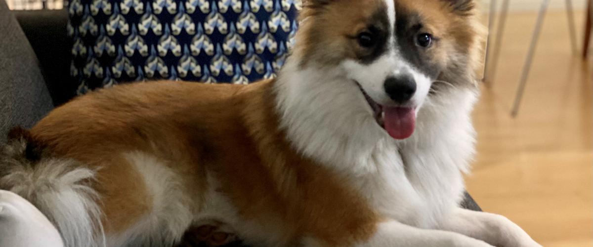 Islandsk fårehund Loki - 2020