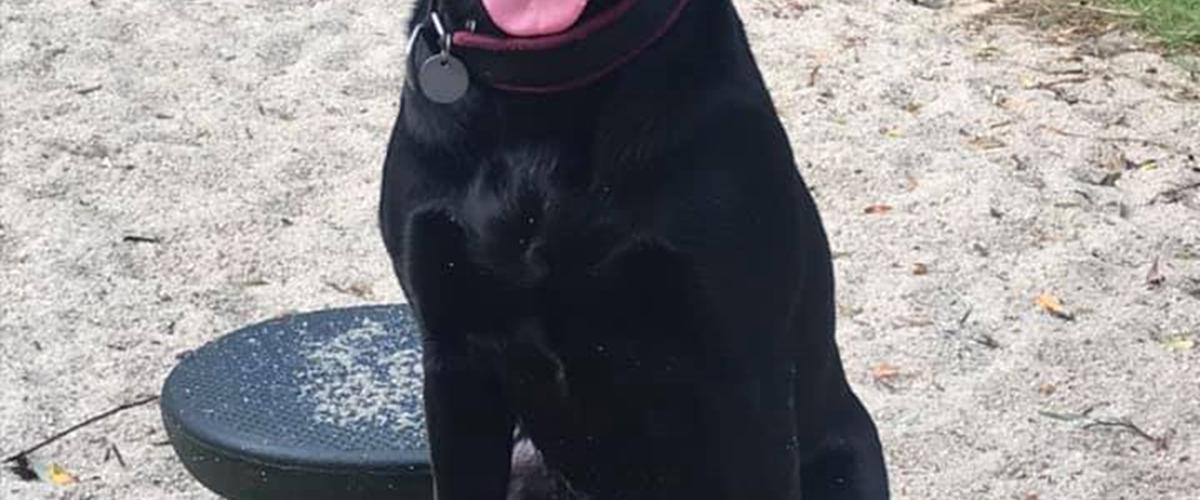 Labrador retriever Tesla (Lab Showtime's Tsunami) - 2018 - Tesla er alt ...
