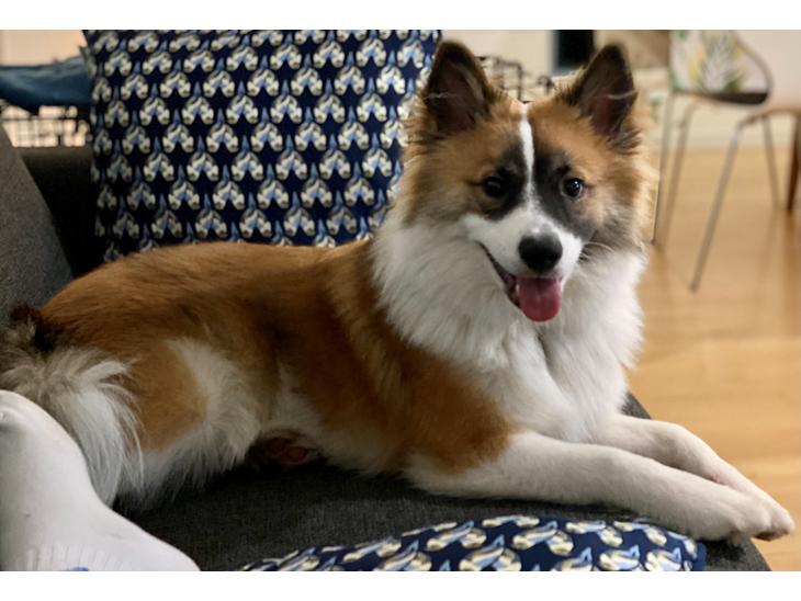 Islandsk fårehund Loki - 2020