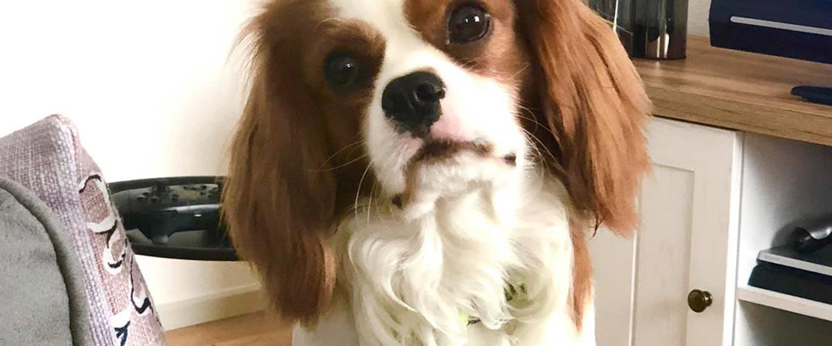 Cavalier king charles spaniel Nuggi - 2020 - Nuggi fik jeg efter min ...