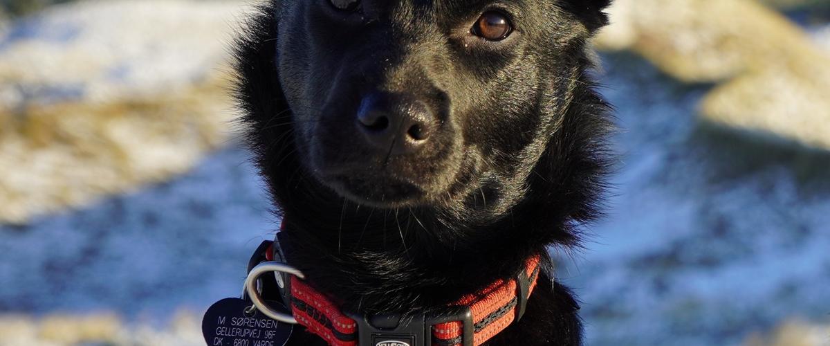 Australsk kelpie Makeelsa's Badass Bunji - 2021 - Hun er en rigtig ...