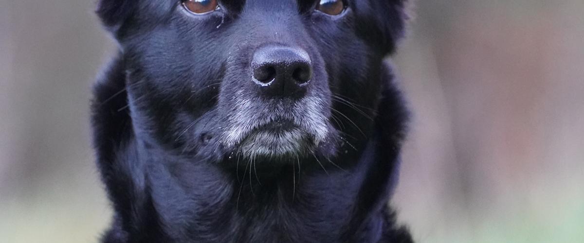 Australsk kelpie Asti - 2015 - Opdate den 11. Sep 2015 Asti...