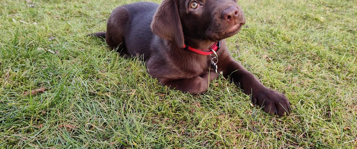 Blanding af racer Kaja - 2021 - Hun er 87% labrador og 12 % s...