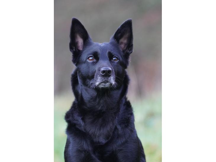 Australsk kelpie Asti - 2015 - Opdate den 11. Sep 2015 Asti...