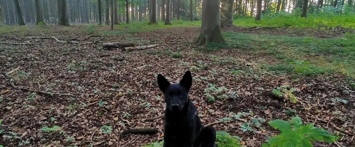 Sort spids Lui - 2020 - Lui er født på sommer solhver...