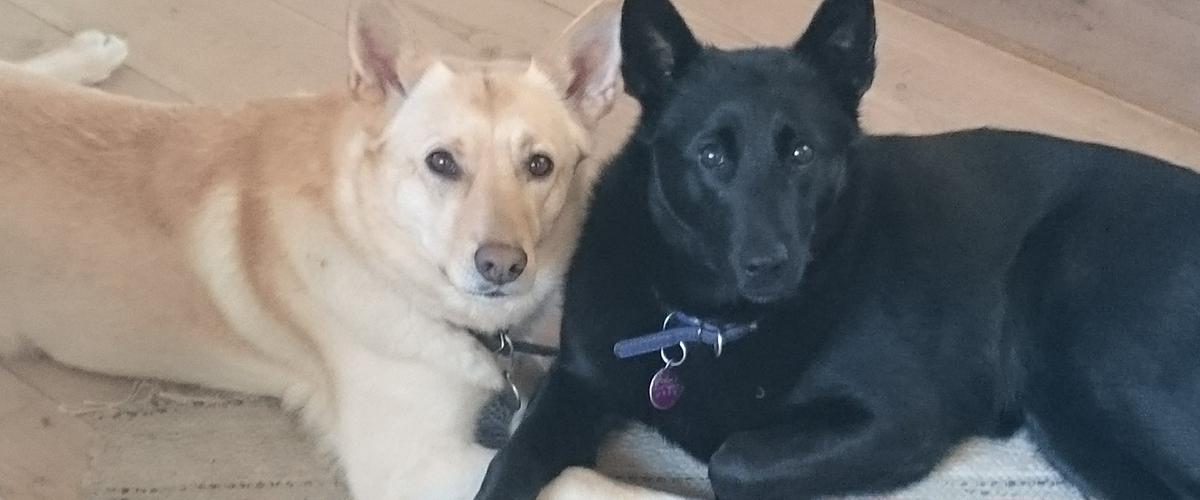 Sort spids Alba - 2015 - Alba er en lys sort spids. De...