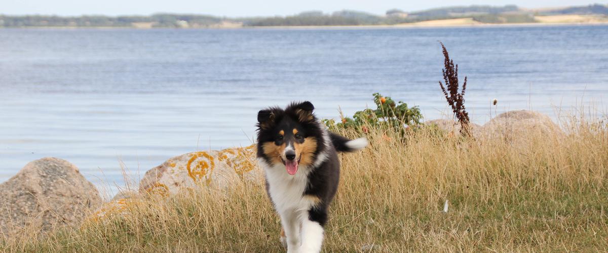 Collie langhåret Ebony Moor´s Graceful Gaia - 2022 - Gaia er af eget ...