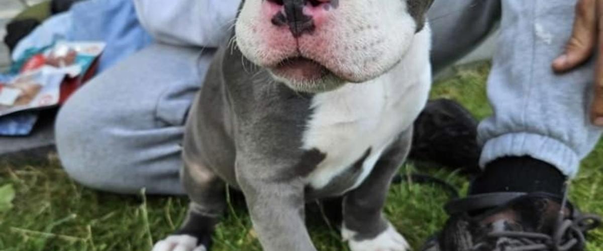 American Bully Harley - 2023 - Harley er det nyeste og minds...