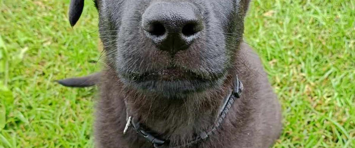 Schæferhund Benny - 2023 - Benny er en lille bandit. H...