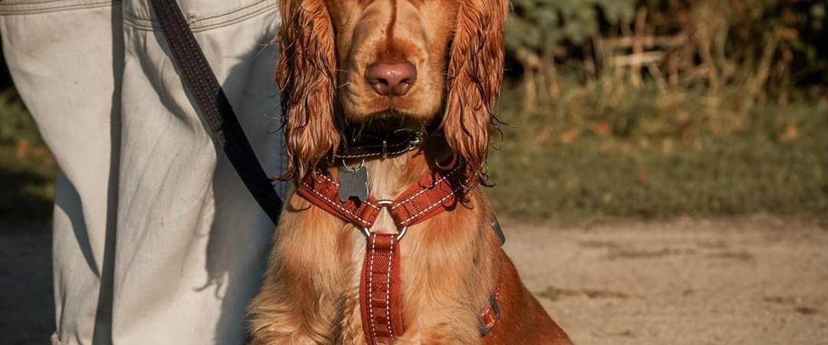 Cocker spaniel Albert - 2024 - Verdens dejligste cocker hval...