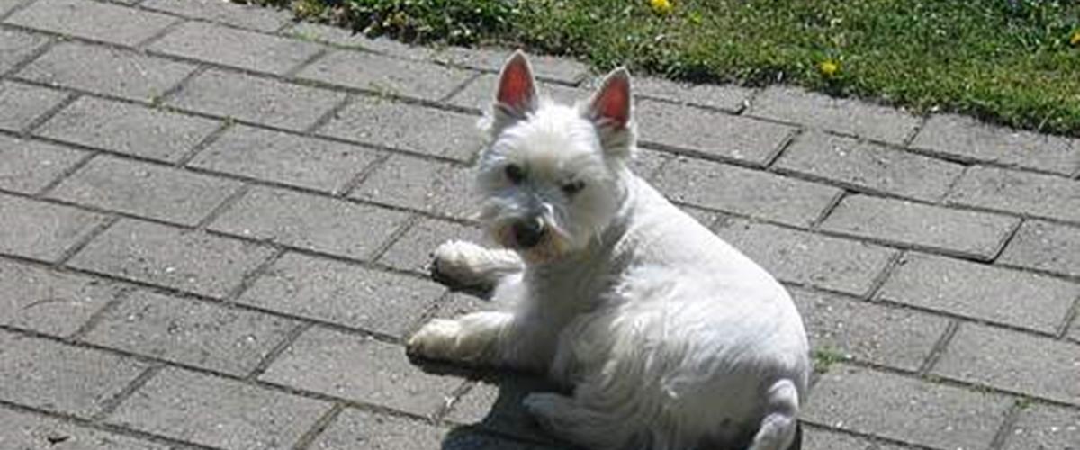 West highland white terrier cezar - 2002 - hvid pels, brune øjne, sort s...