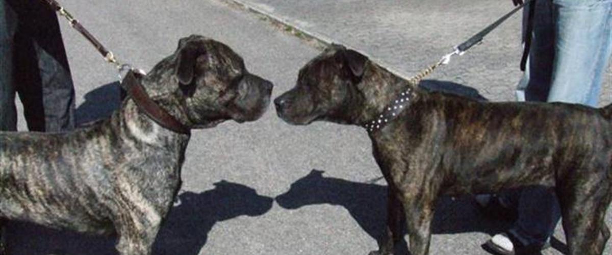 Dogo canario § Ricko § R.I.P MIN BEDSTE VEN! - 2006 - En bandit. Han er ...