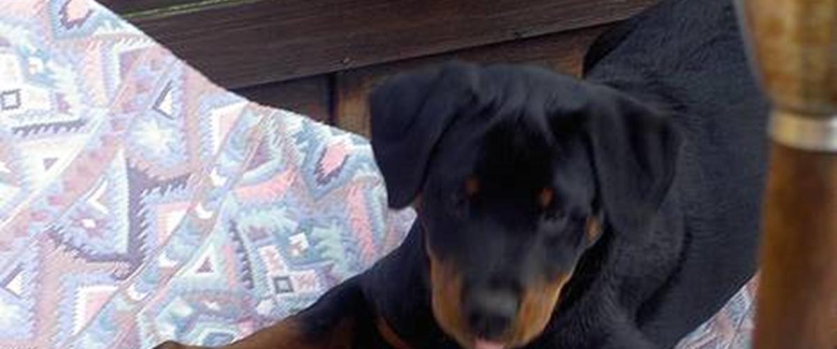 Rottweiler Basse (aflivet 18/1-07) - 2006