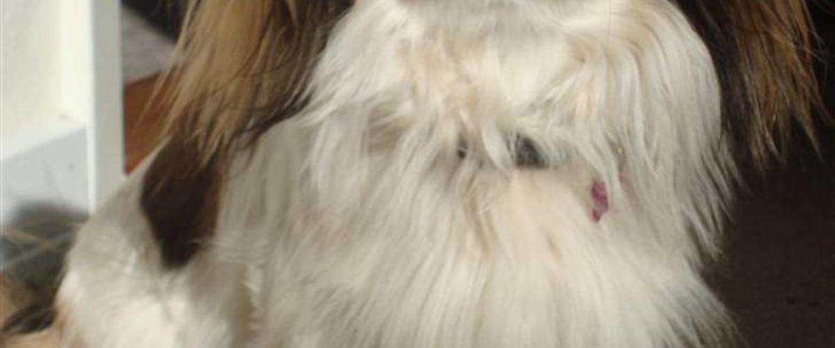 Pekingeser Molly - 2006 - Vi har lige fået et lille nyt...