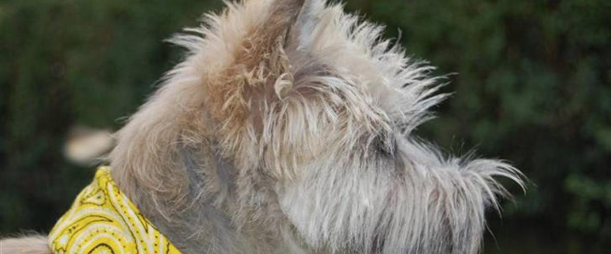 Cairn terrier Malou aka Sheriffen - 2006 - Hun er en lille hvedefarvet s...