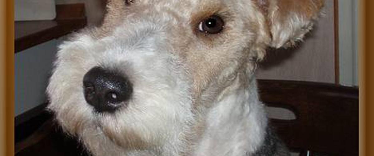Ruhåret foxterrier Ronja. - 2004 - Ronja blev født ikke langt fr...