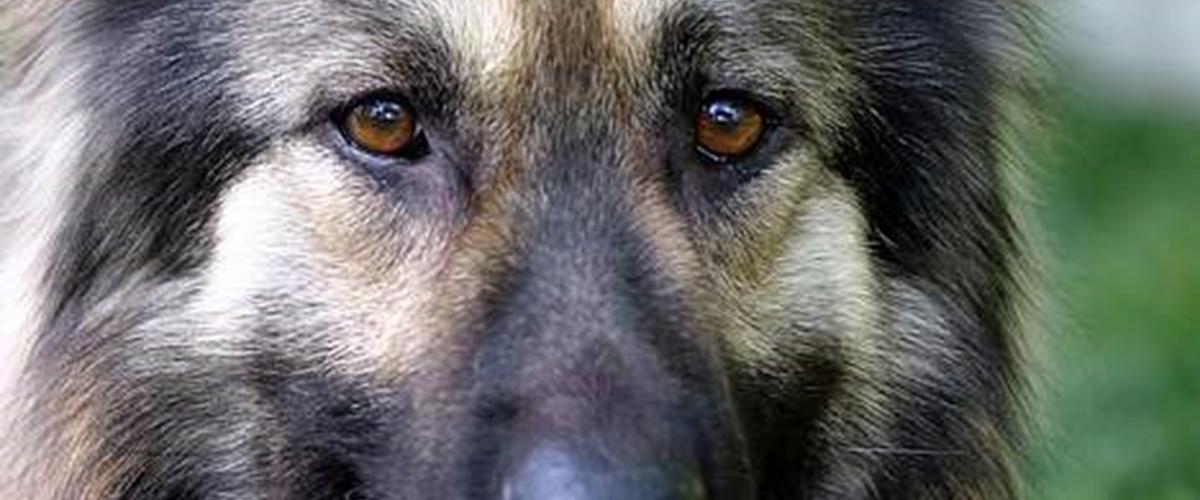 Schæferhund Sheba - 2004 - Hun er en hyperaktiv lille da...