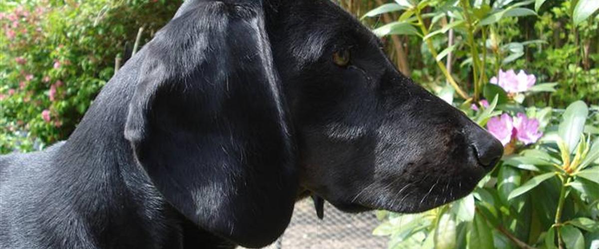 Bayersk vildtsporhund Maja - 2006 - hun er en glad lille hund da ...