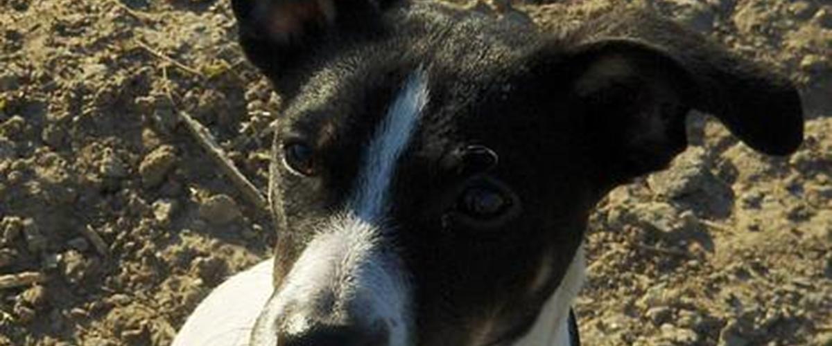 Dansk svensk gaardhund Nuggi - 2006 - Nuggi blev født den 27 august...