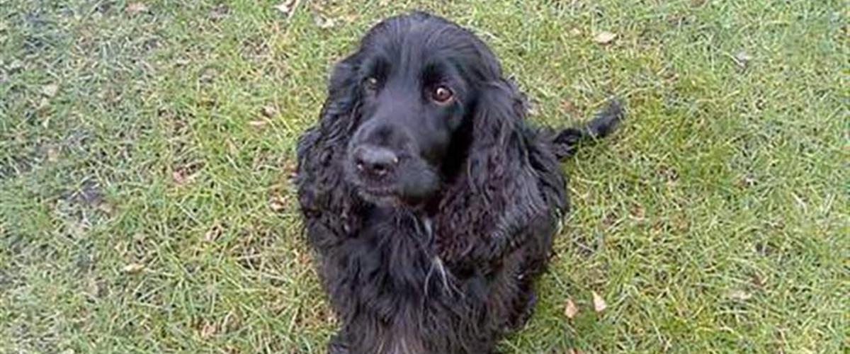Cocker spaniel Catchy Remarkable Ruth - 2002 - hun er helt sort ...