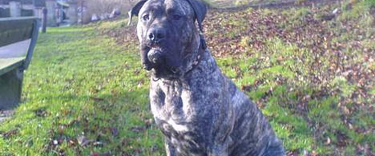 Dogo canario **Tiger** - 2005 - Tigerstribet presa, meget flo...