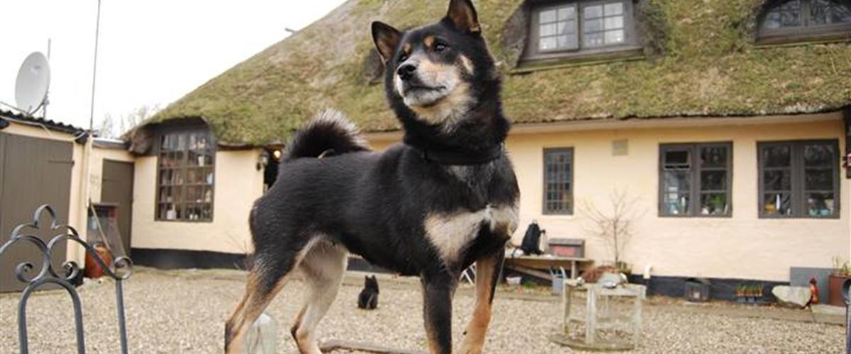 Shiba Laura - 2006 - En sort Shiba og kaldet Blak ...